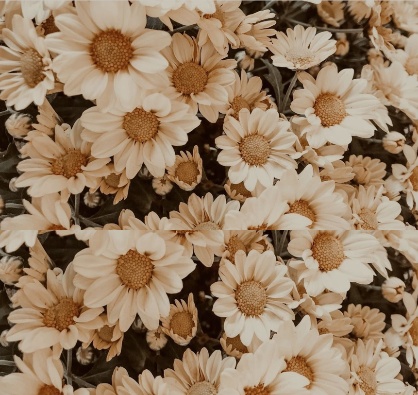 Pressed Daisies v3 Chrome Theme - ThemeBeta