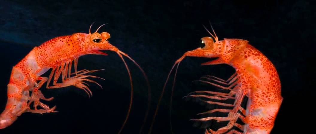 Shrimp From Happy Feet 2