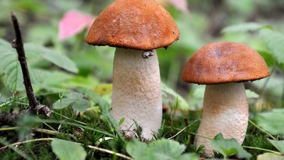 Delicious Mushrooms Windows Theme - ThemeBeta