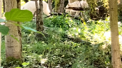 seattle vacation Windows Theme - ThemeBeta